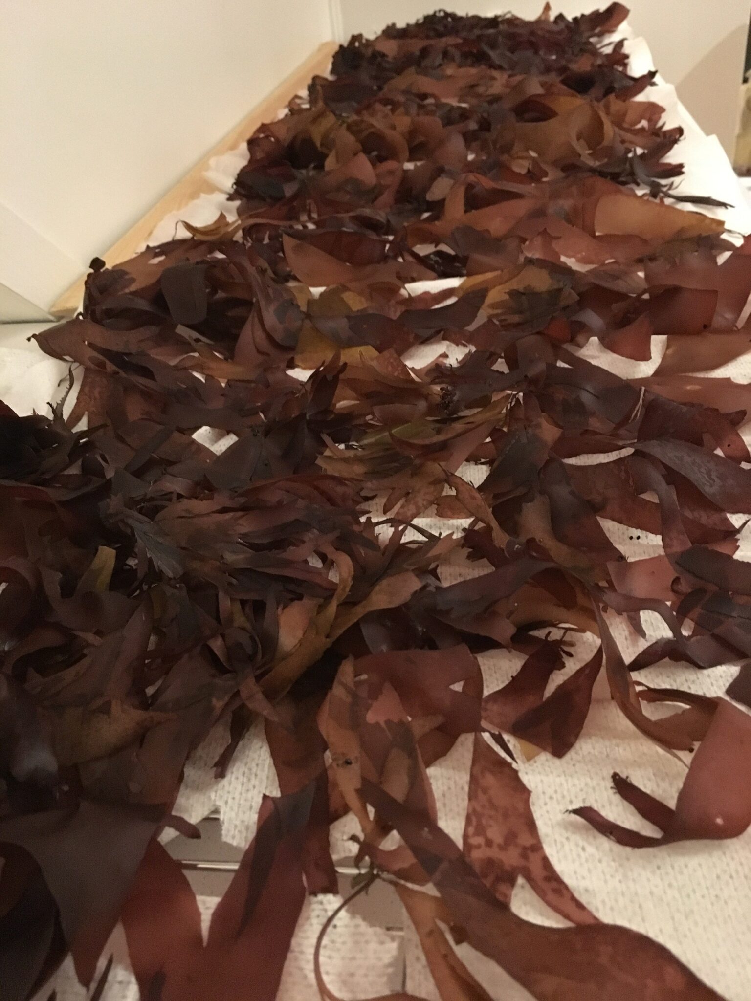 Artene - Ting med Tang